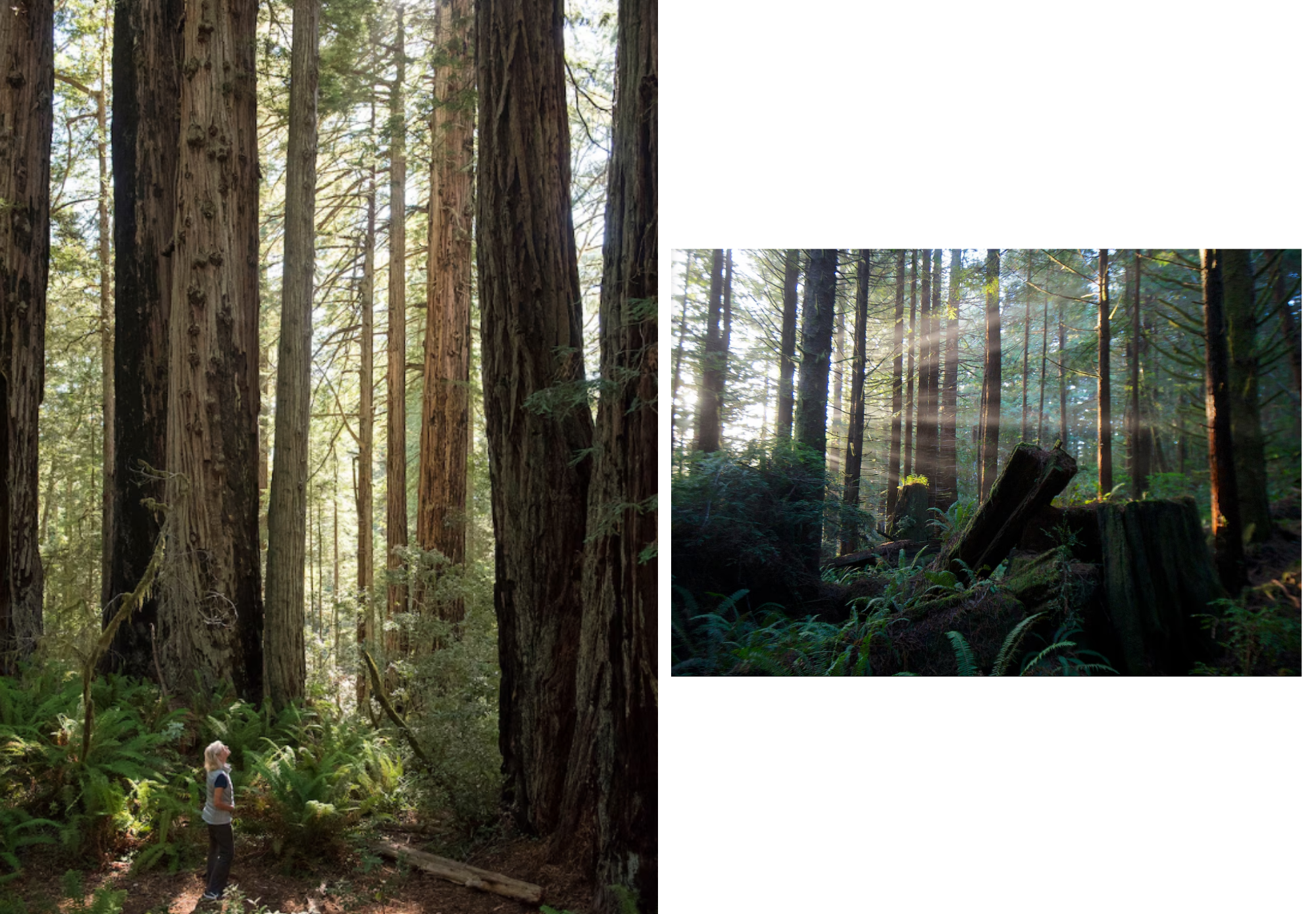The Land of Giants: Exploring the Majesty of Redwood National Park | ge ...