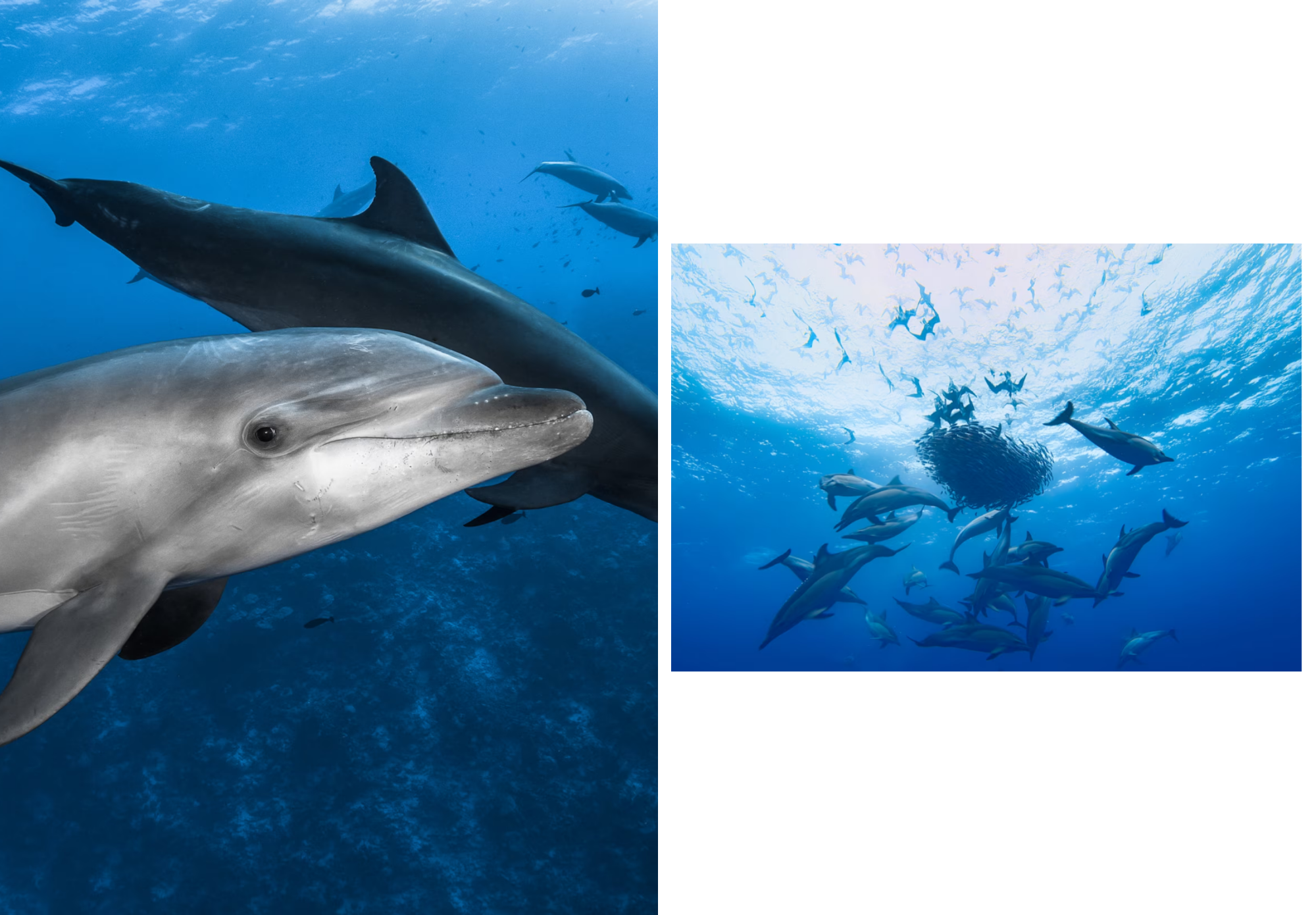 The Bait Ball Blitz: How Dolphins Engineer The Ocean’s Greatest Feeding ...