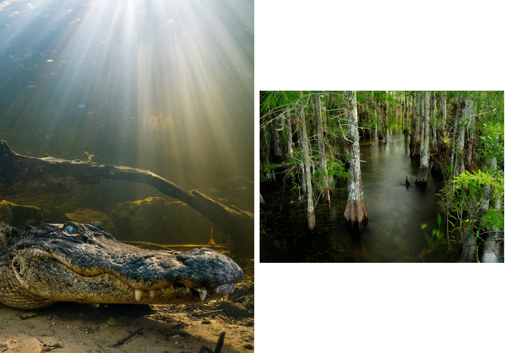 The River Of Grass: Navigating The Unique Wilderness Of Everglades ...