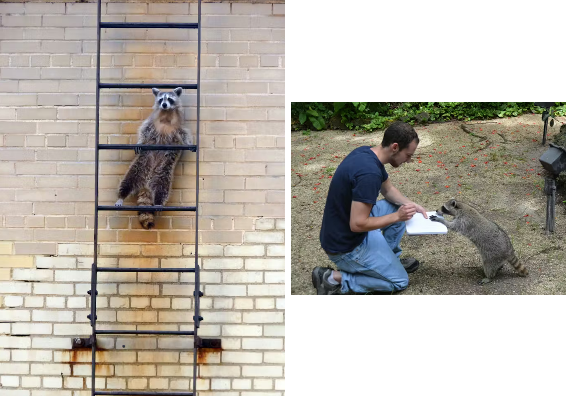 The Bandit Paradox: How Raccoon Cunning Redefines Human Intelligence ...